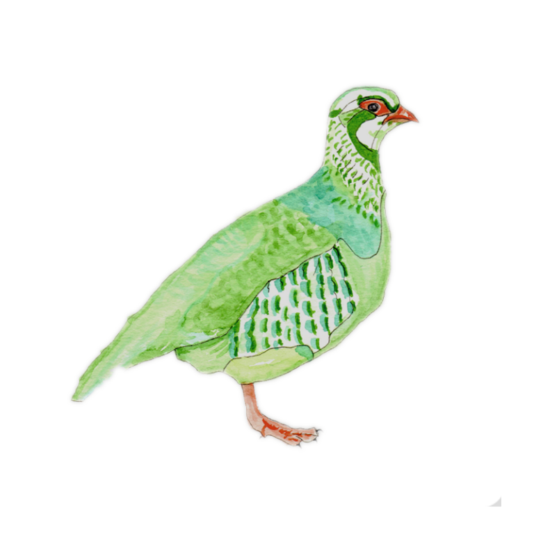 Green Partridge | Nature Loving Artist