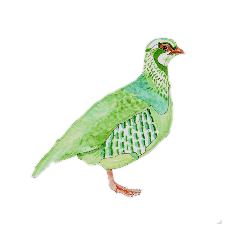 About Us - Green Partridge